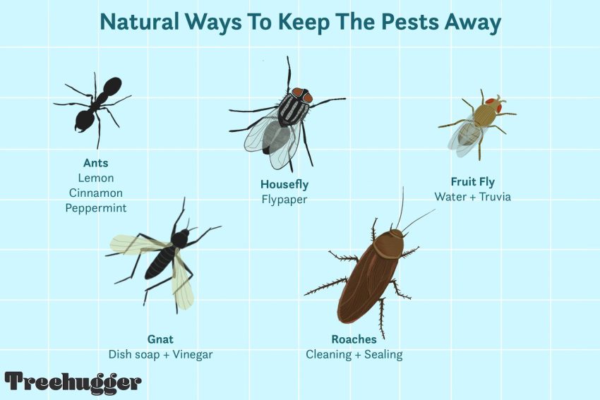 How To Prevent Common Household Pests Naturally? - Elite Home Paper